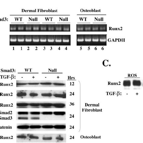 Runx2 Is Expressed In Mouse Primary Dermal Fibroblasts And Osteoblasts