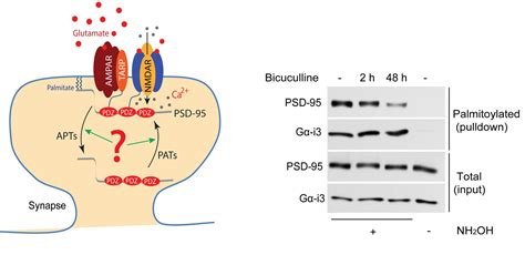 Palmitoylation Chowdhury Neurobiology Laboratory