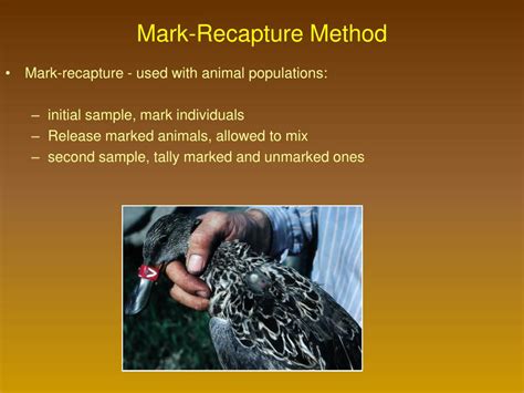 Ppt Population Properties What Is A Population Powerpoint