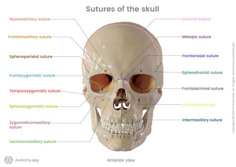 Sutures Of Skull Anterior View Anatomyapp