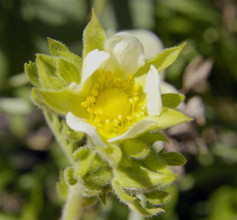 Minnesota Seasons Tall Cinquefoil