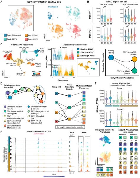 Differential Single Cell Chromatin Accessibility From Early Ebv Download Scientific Diagram