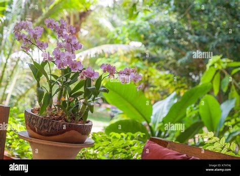 Phalaenopsis hi-res stock photography and images - Alamy