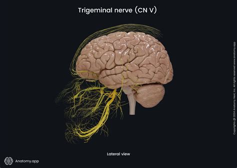 Trigeminal Nerve Cn V Anatomy App
