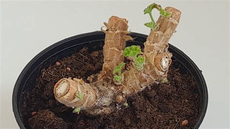 Результаты обрезки и укоренения Ю Мерлезон 2 через 2 недели Youtube