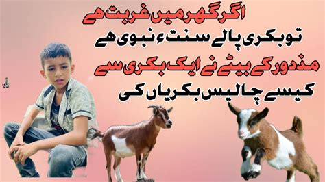 Ghaban Bakri Ki Nishani Viralvideo Littleboy Viral Vloggots Youtube
