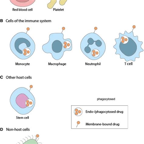 Examples Of Delayed Release Drug Delivery Systems Download Scientific Diagram