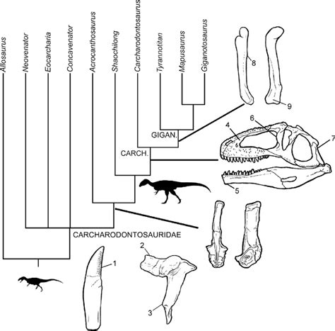 Time Calibrated Strict Consensus Tree Showing The Relationships Of The