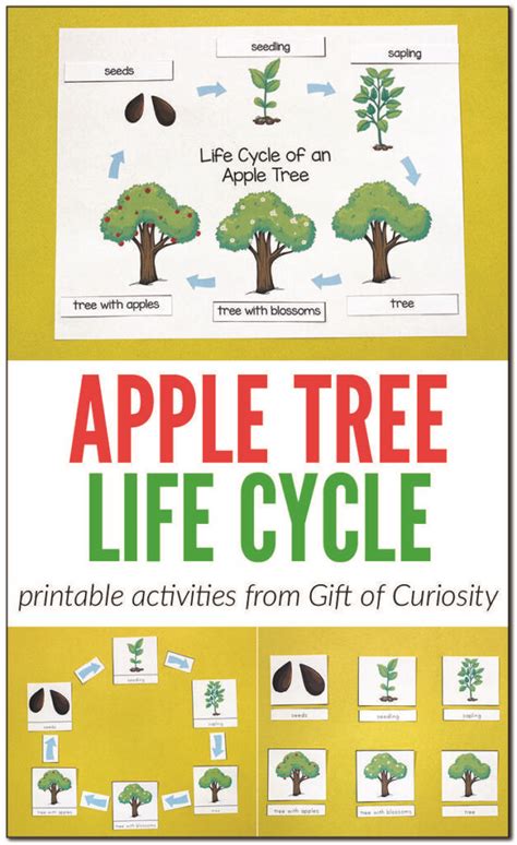 Printable Life Cycle Of A Tree