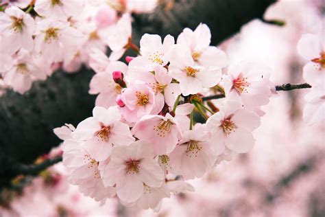 個別 サクラ 桜 さくら 佐賀 小城公園の桜の写真画像 Etlis s fotolife