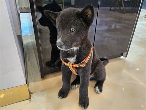 진도믹스 망이 털안빠지는말티즈 털안빠지는말티푸 털안빠지는푸들 털안빠지는먼치킨 털안빠지는랙돌 털안빠지는브리티쉬숏헤어 털안빠지는스코티쉬폴드 털안빠지는러시안블루 털안빠지는강아지