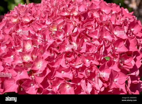 Close Up Of A Deep Reddish Hydrangea Flower Captures The Delicacy And