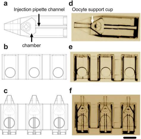 Design And Fabrication Of A Device On The Micron Scale For Oocyte Download Scientific Diagram