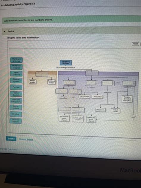 Solved Art Labeling Activity Figure Be The Structure And Chegg