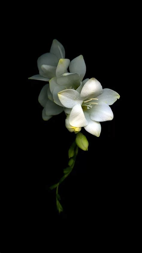 3200 Black And White Flower Wallpapers