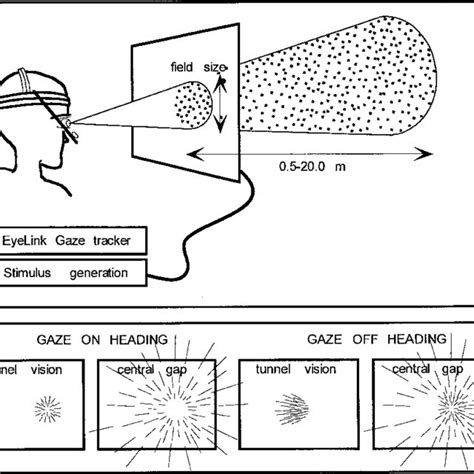 schematic representation of an optic flow field produced by observer