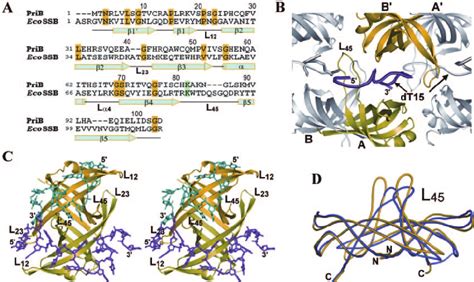 Structure Of The Pribdt15 Complex A Sequence Alignment Of Prib