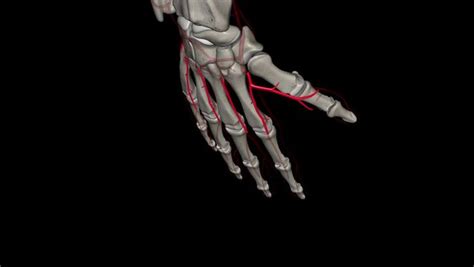 Metacarpals Bilder Durchsuchen 3981 Archivfotos Vektorgrafiken Und Videos Adobe Stock