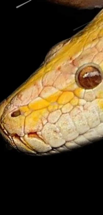 Golden Python Wallpaper Free Download