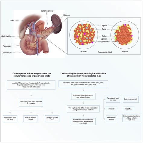 Single Cell Rna Seq Transcriptomic Landscape Of Human And Mouse Islets And Pathological