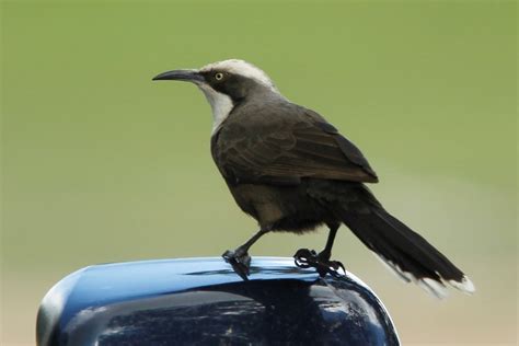 Birds of the Week: 28th May - 50 shades of grey | BIRDS in BACKYARDS