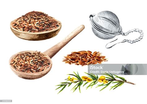 루이보스 차 끓이기 세트 손으로 그린 수채화 그림 흰색 배경에 고립 건강한 식생활에 대한 스톡 벡터 아트 및 기타 이미지 건강한 식생활 건조한 그리기 Istock