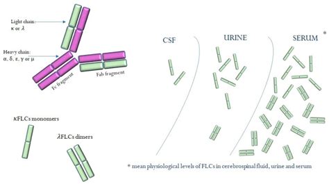Free Light Chains κ And λ As New Biomarkers Of Selected Diseases Pmc
