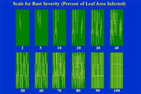 Oregon State University Cereal Central Stripe Rust Update