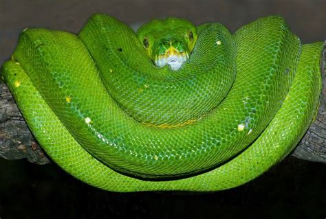 Python Vert Darbre Photo Stock Image Du Arbre Vert 8323216