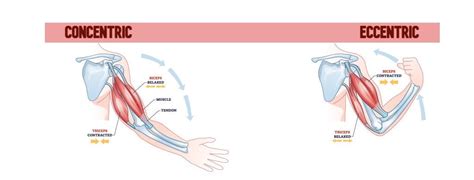 Eccentric Contraction