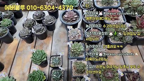 💝판매종료💝 에버블루다육 이쁜아가들 50~80 할인 한정수량 이쁜아가들 많은 참여 바랍니다 Youtube