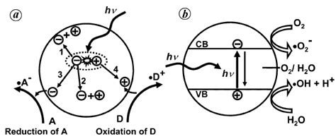 Schematic Representation Of Some Of The Main Processes Occurring On A Download Scientific