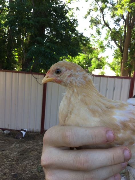 6 Week Old Bantamspullets Or Cockerals Backyard Chickens