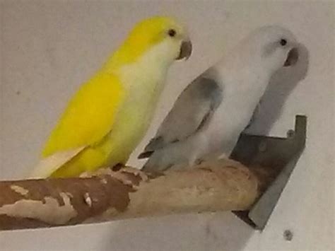 Mutation Monk Parakeets Prestige Birds Limited