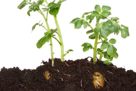 C Ch Tr Ng Khoai T Y T C M C M M Trong Ch U