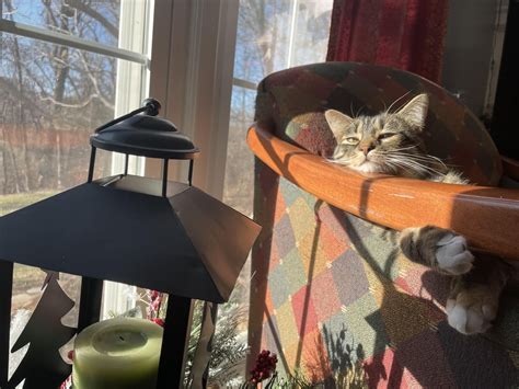 Kirby The Cat R Applytwitch