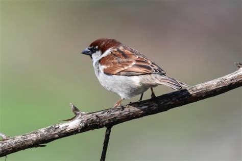 Premium Photo Cute Sparrow On Tree