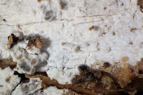 Hyphoderma Incrustatum