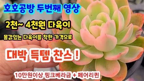 호호공방 다육이 2000 ~4000원 몸값있는 다육도 정말 착한 가격으로 선물까지 ~ 대박 득템찬스 입니다