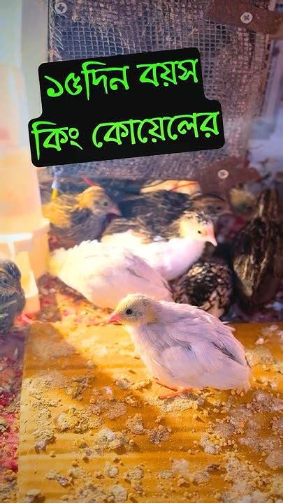 আলহামদুলিল্লাহ কিং কোয়েলের বাচ্চার ১৫ দিন বয়স এখন Youtube