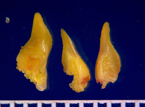 Nymphaea Minuta Nymphaeaceae