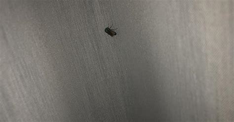 Shiny Bug Album On Imgur