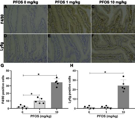 Effect Of Pfos Exposure On Inflammatory Cell Infiltration In The Download Scientific Diagram