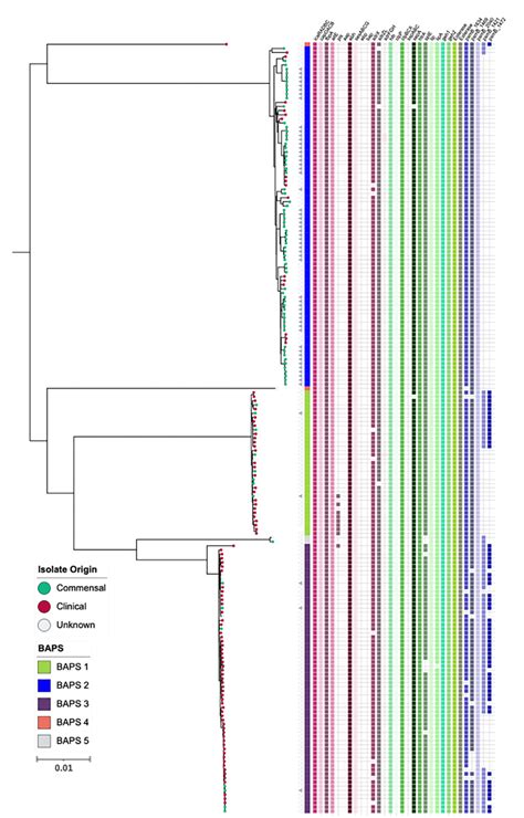 Comparative Genomics Of Staphylococcus Capitis Reveals Species Determinants Semantic Scholar