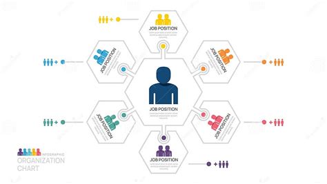 Infographic Template For Organization Chart With Business Avatar Icons Vector Infographic For