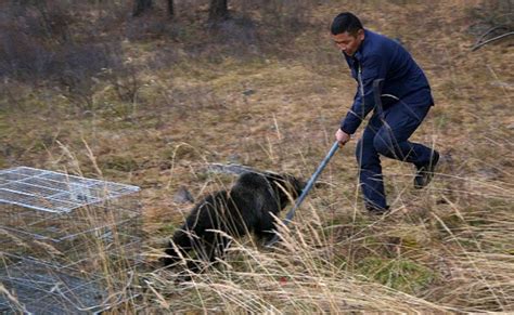 Сонгинохайрхан дүүрэгт орж ирсэн бамбаруушийг байгальд нь эргүүлэн тавилаа