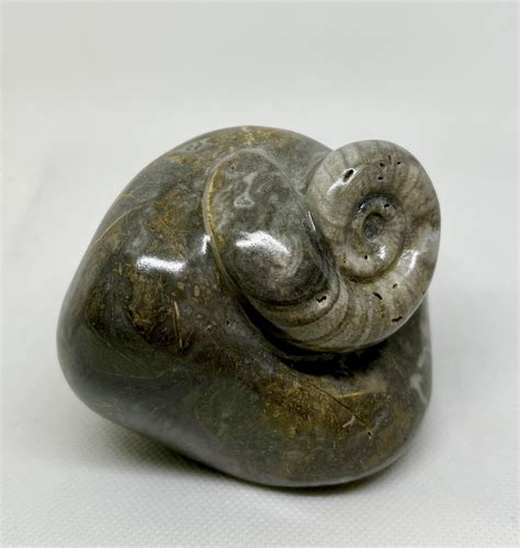 Coiled Nautiloid Carboniferous The Fossil Forum