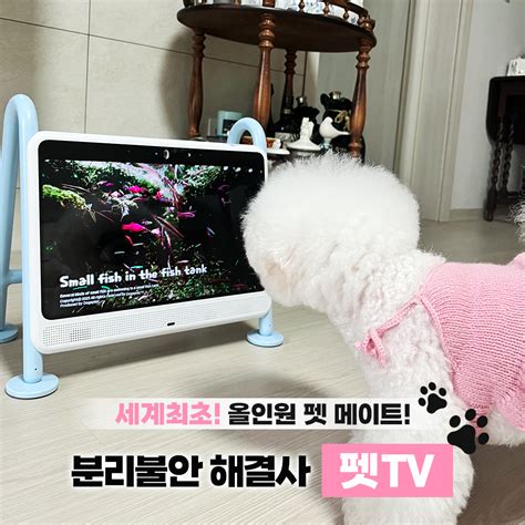 도그티비 세계최초~ 올인원 펫 메이트 펫tv 🥰 렌탈이용은 문의주세요 전화and문자 1660 2989 010 4346