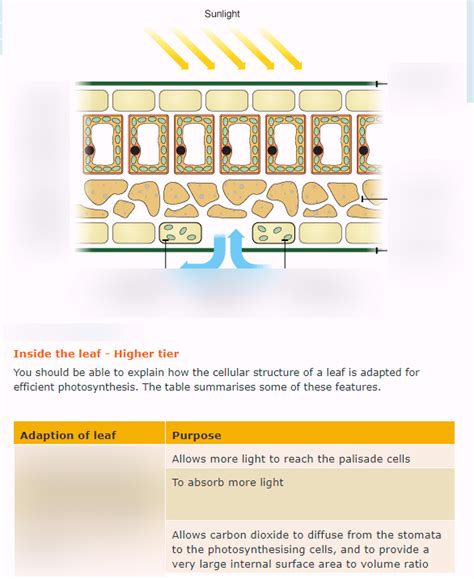 Cell Differentiation And Stem Cells Diagram Quizlet