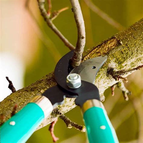 Tree Pruning Earthworks Outdoor